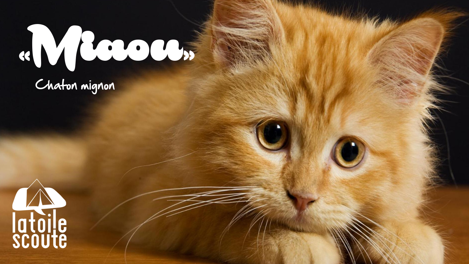 Miaou — LaToileScoute