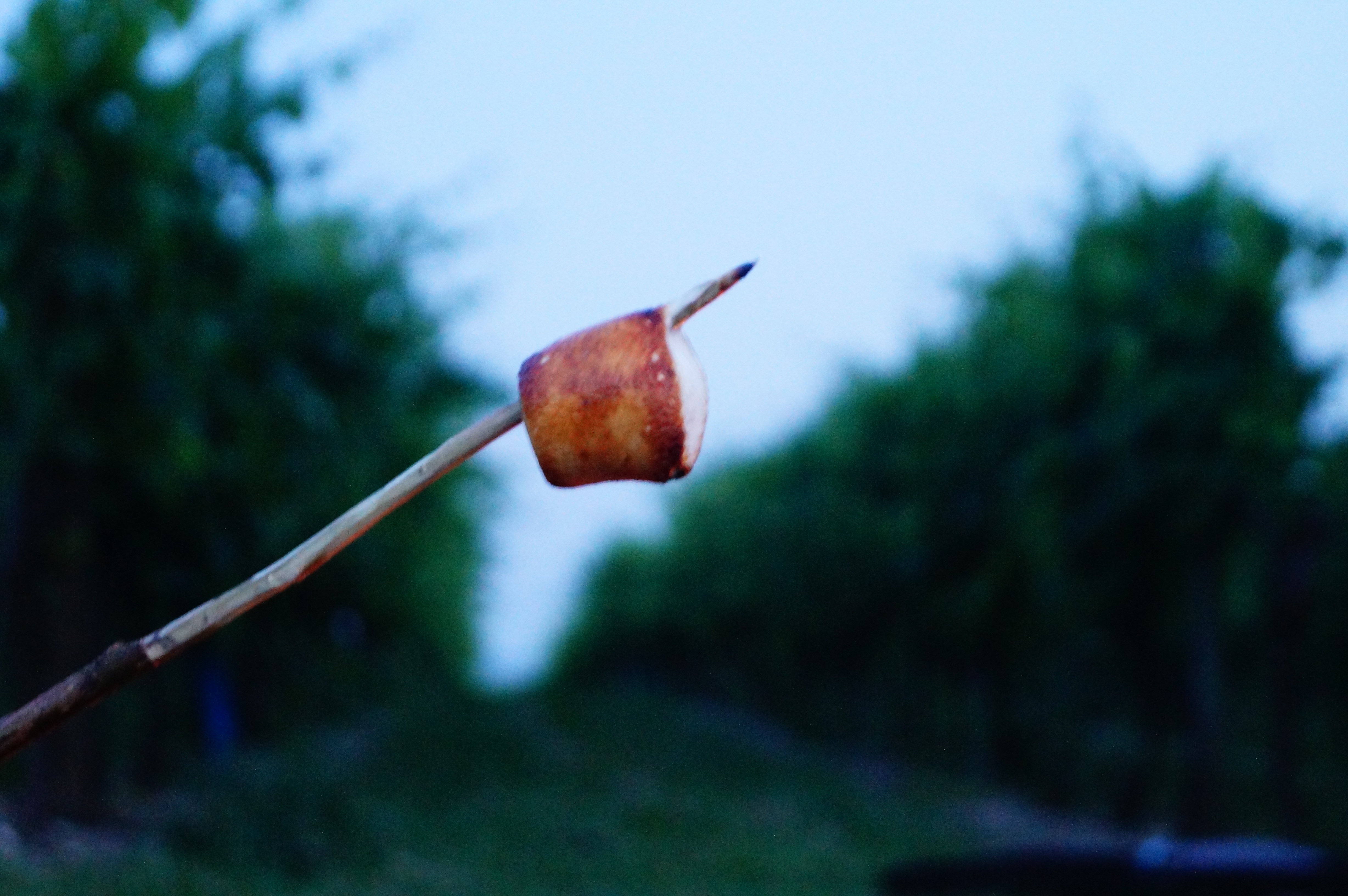 Comment griller parfaitement ses chamallows ? — LaToileScoute